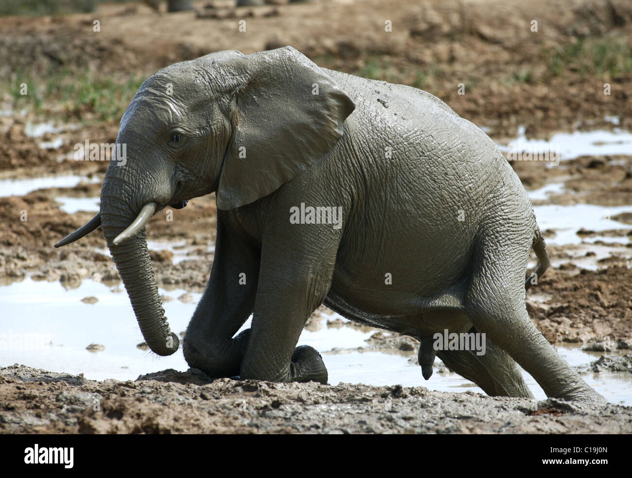 YOUNG GREY AFRICAN ELEPHANT ADDO NATIONAL PARK SOUTH AFRICA 30 January ...