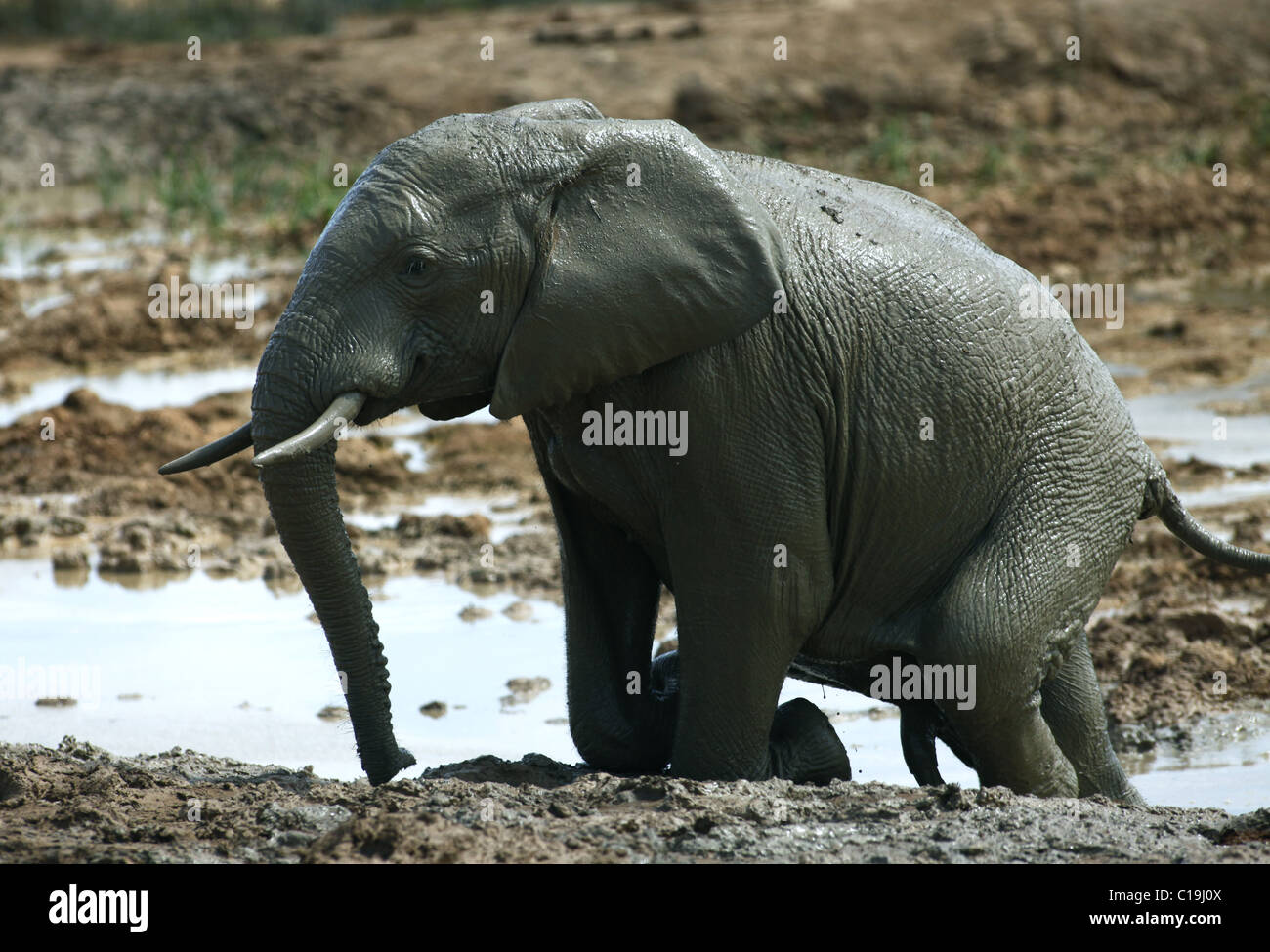 Elephant kneeling hi-res stock photography and images - Alamy