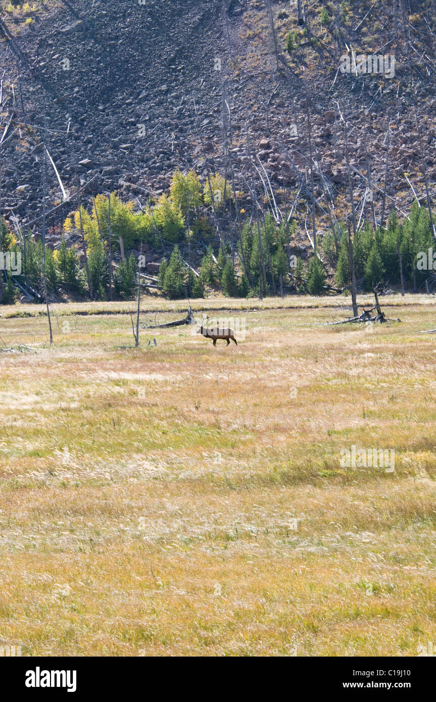 Bull elk bellowing hi-res stock photography and images - Alamy