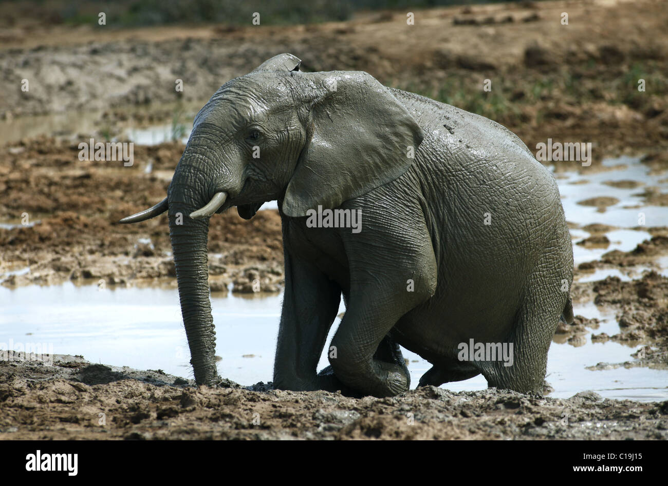 YOUNG GREY AFRICAN ELEPHANT ADDO NATIONAL PARK SOUTH AFRICA 30 January ...