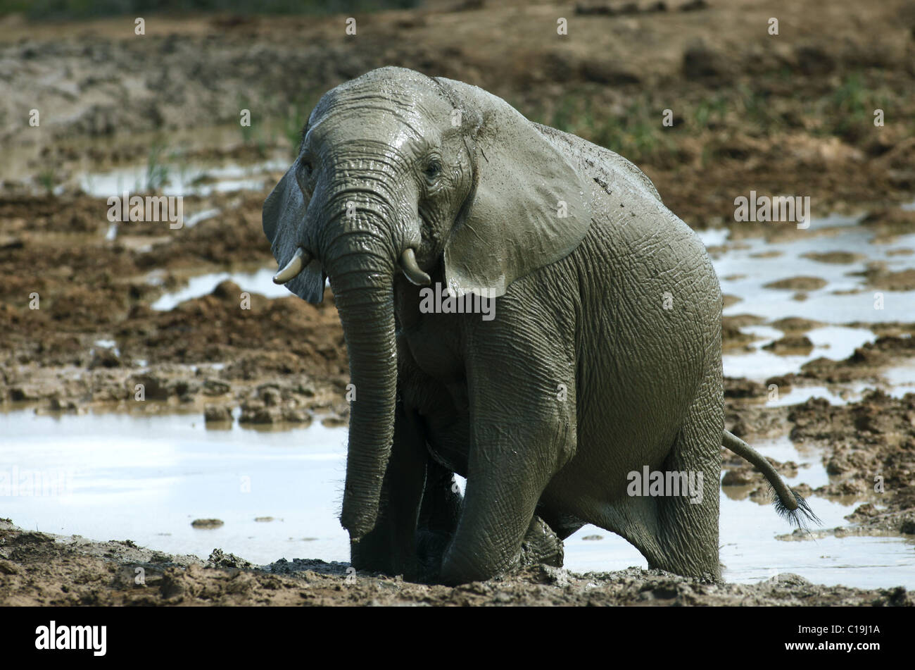 YOUNG GREY AFRICAN ELEPHANT ADDO NATIONAL PARK SOUTH AFRICA 30 January ...