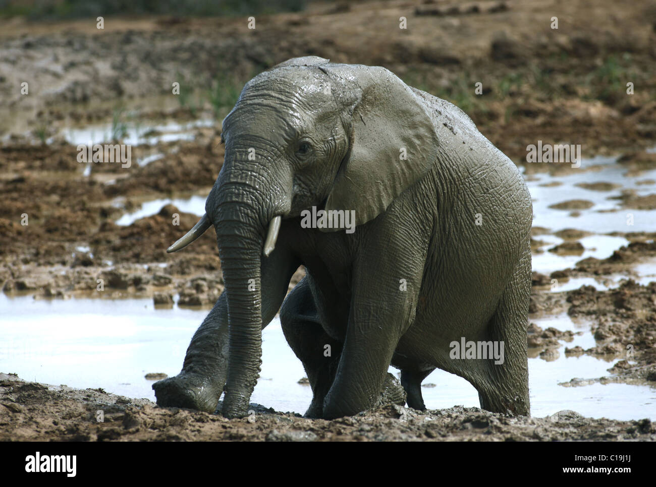 YOUNG GREY AFRICAN ELEPHANT ADDO NATIONAL PARK SOUTH AFRICA 30 January ...