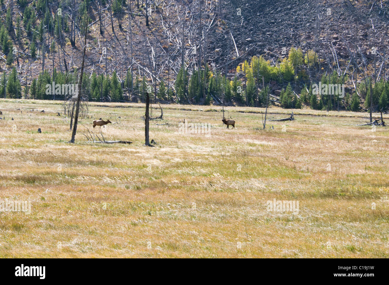 Bull elk bellowing hi-res stock photography and images - Alamy