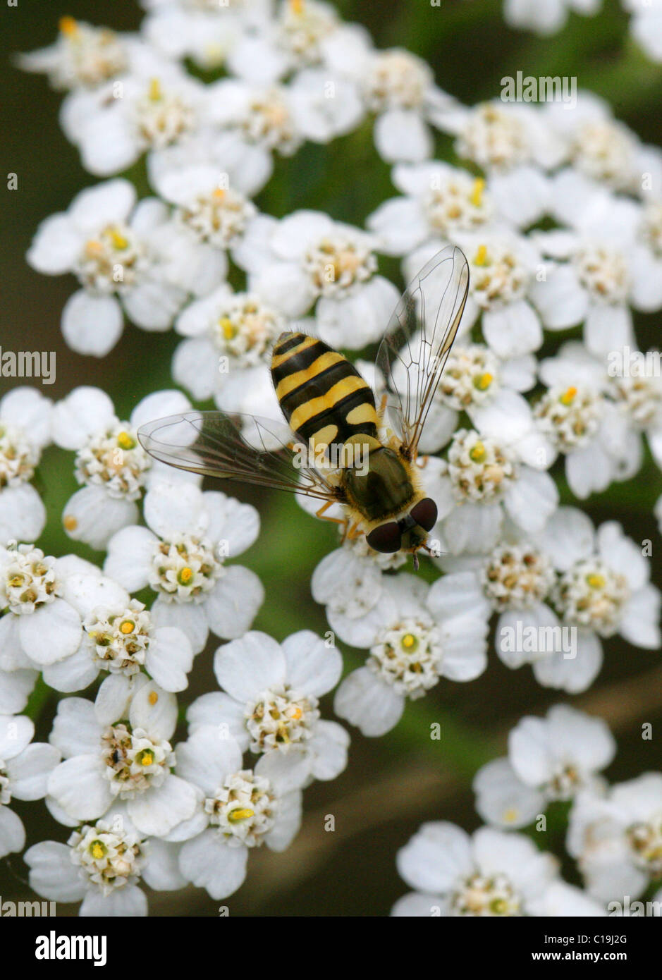 Current Hoverfly, Syrphus ribesii, Syrphidae, Diptera. Syn. Musca ...