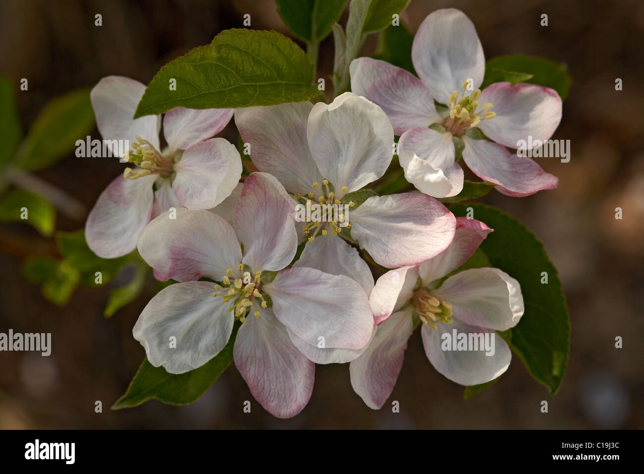 Golden apple tree flower lleida hi-res stock photography and images - Alamy
