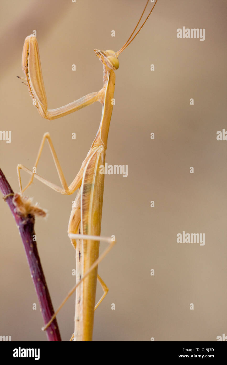 Close up view of an yellow praying mantis insect Stock Photo - Alamy