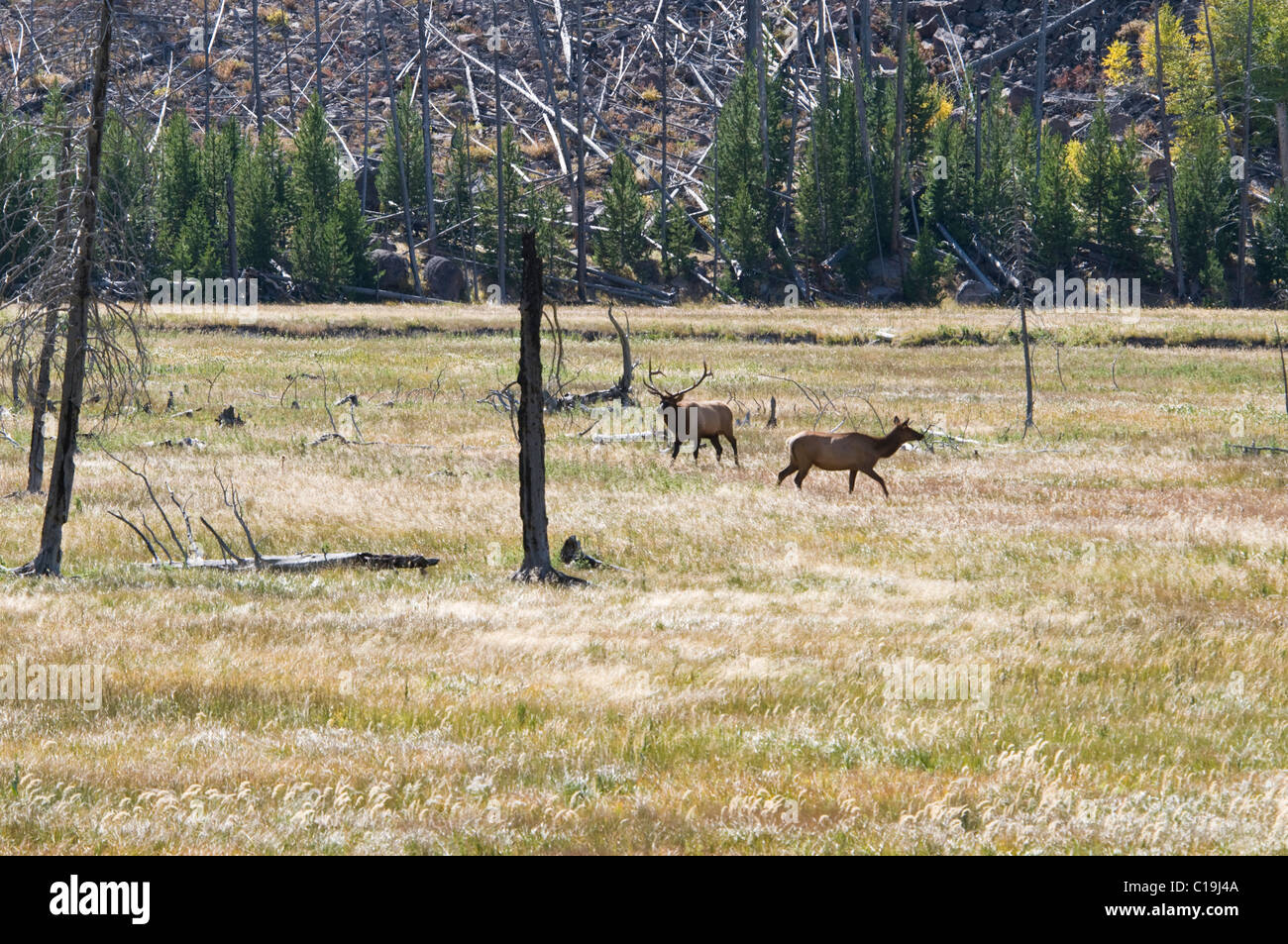Bull elk bellowing hi-res stock photography and images - Alamy