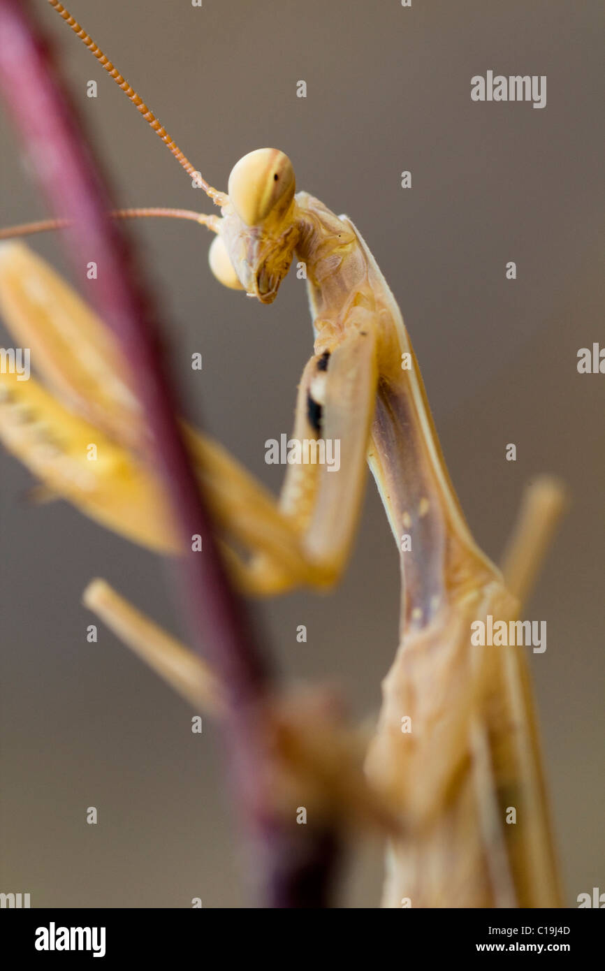 Close up view of an yellow praying mantis insect Stock Photo - Alamy