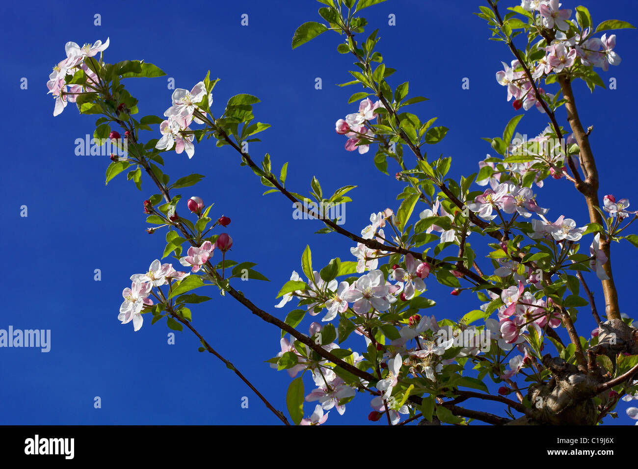 Golden apple tree flower lleida hi-res stock photography and images - Alamy