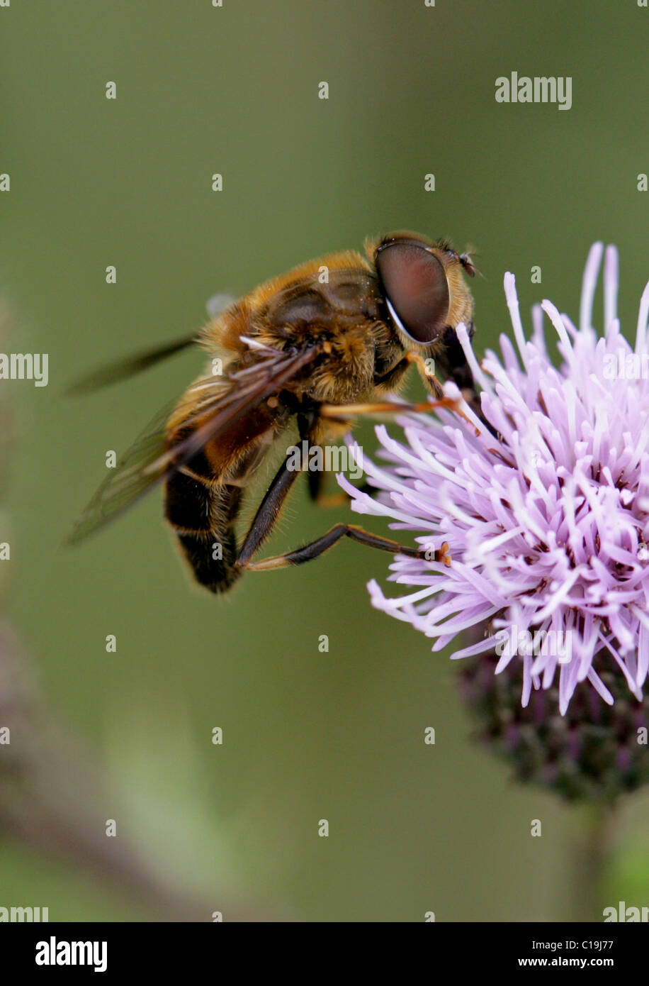 Hoverfly, Eristalis interruptus, Syrphidae, Diptera. A Common Type of ...