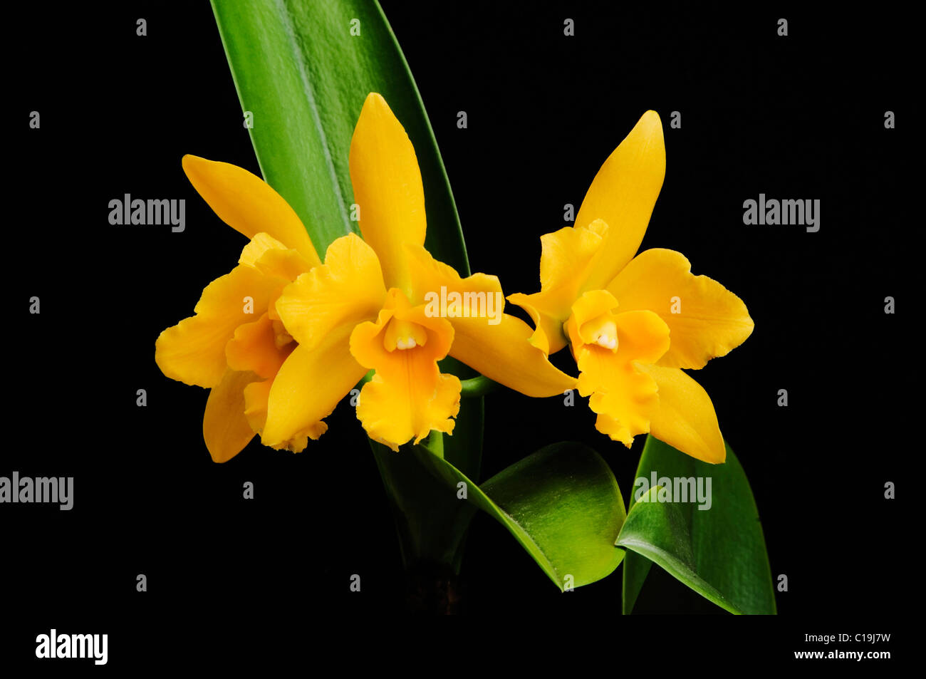 cattleya hybrid orchid yellow Stock Photo - Alamy