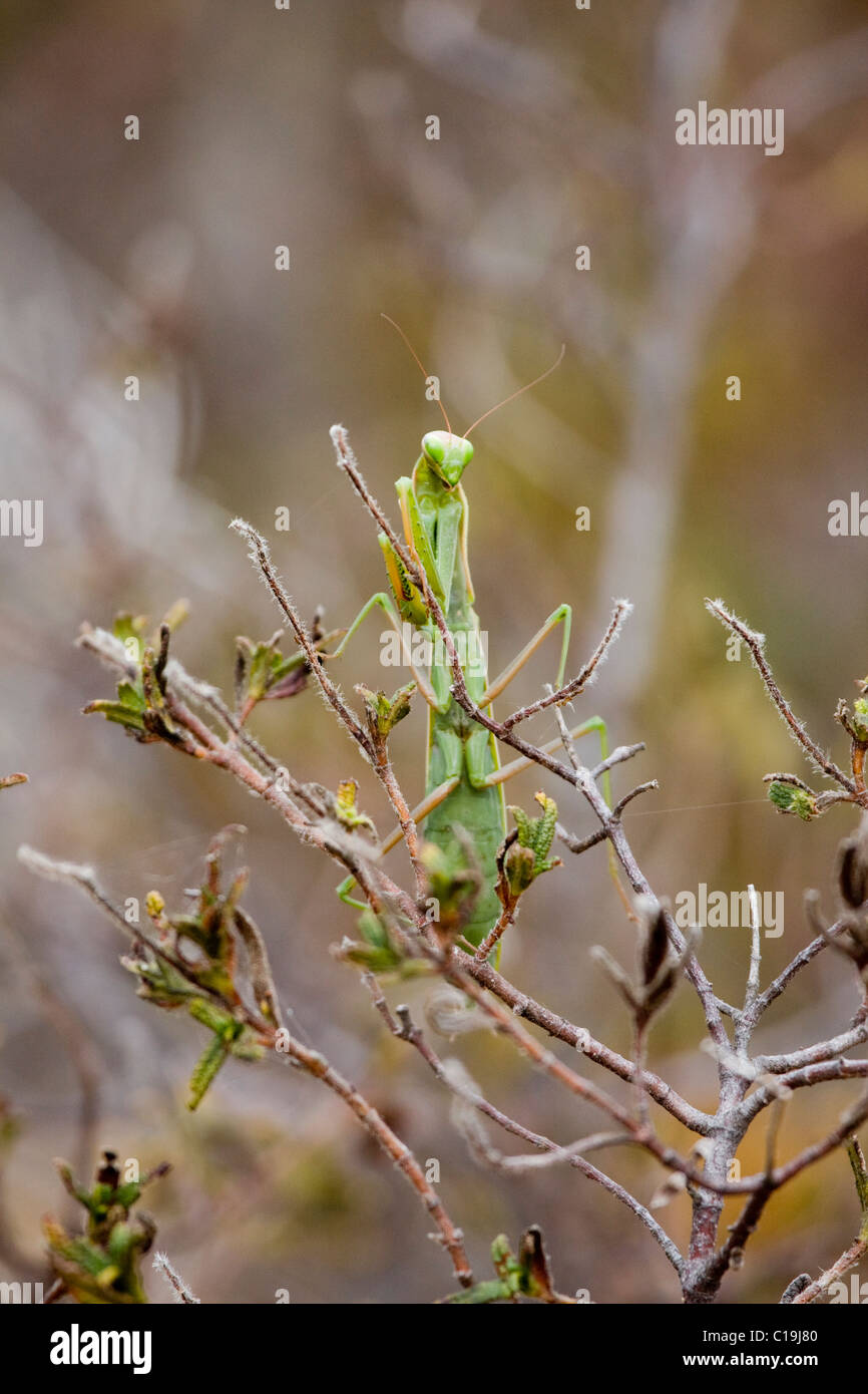 Top view of mantis hi-res stock photography and images - Alamy