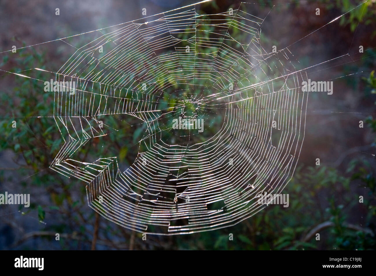 Close up view of the strings of a spiders web Stock Photo - Alamy