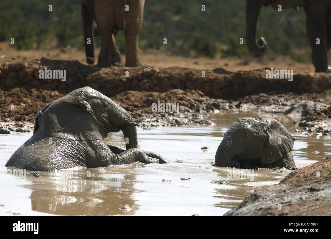 BROWN & GREY AFRICAN ELEPHANTS ADDO NATIONAL PARK SOUTH AFRICA 30 ...
