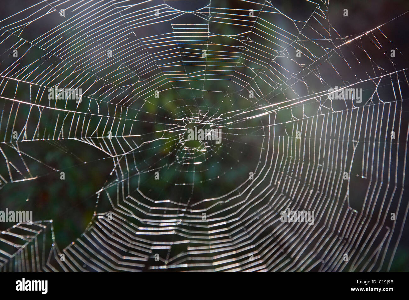 Close up view of the strings of a spiders web Stock Photo - Alamy