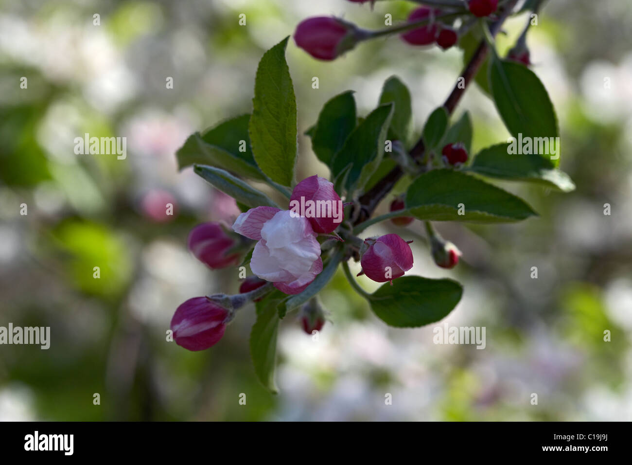 Golden apple tree flower lleida hi-res stock photography and images - Alamy