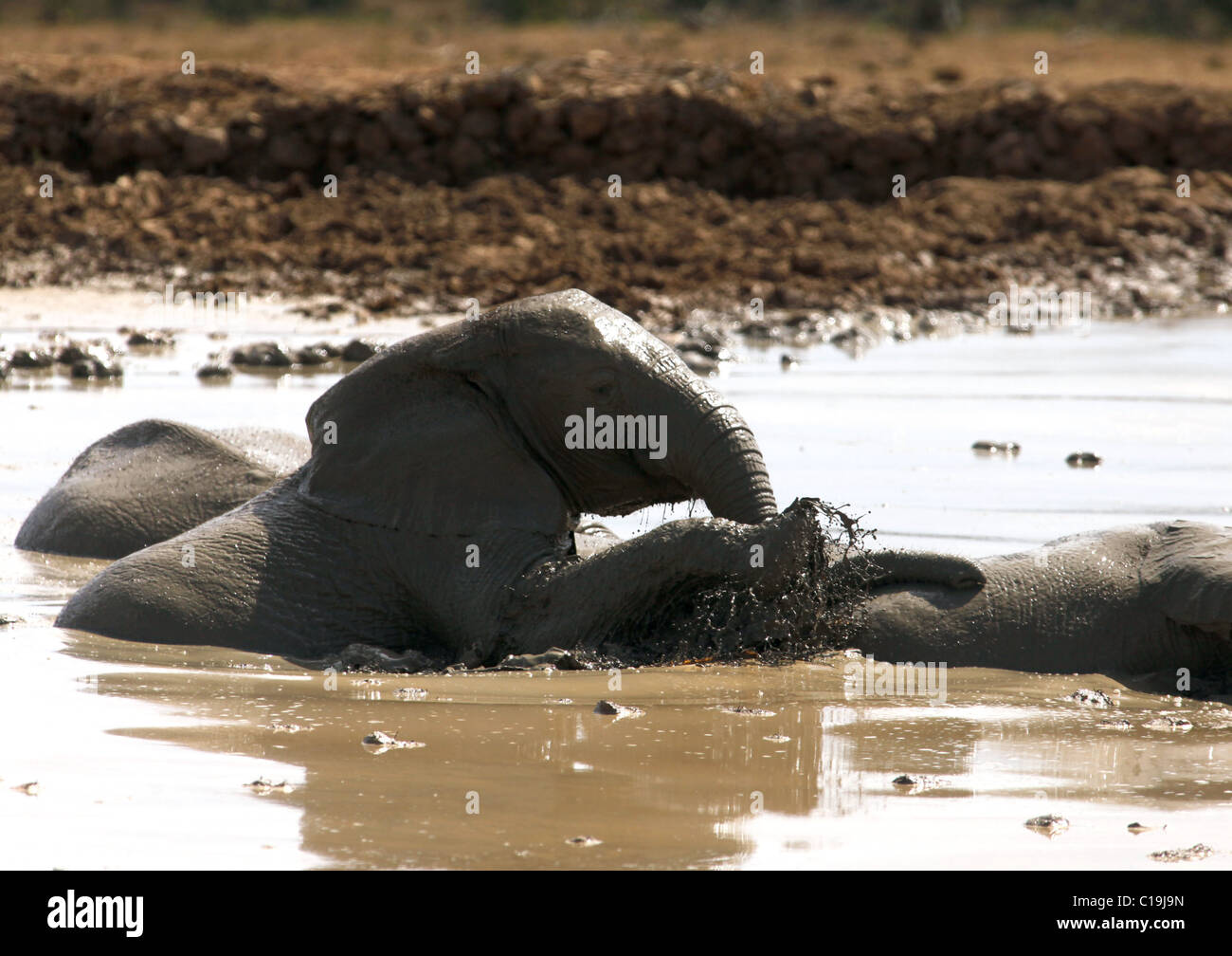 BROWN & GREY AFRICAN ELEPHANTS CLIMB ON EACH OTHER ADDO NATIONAL PARK ...