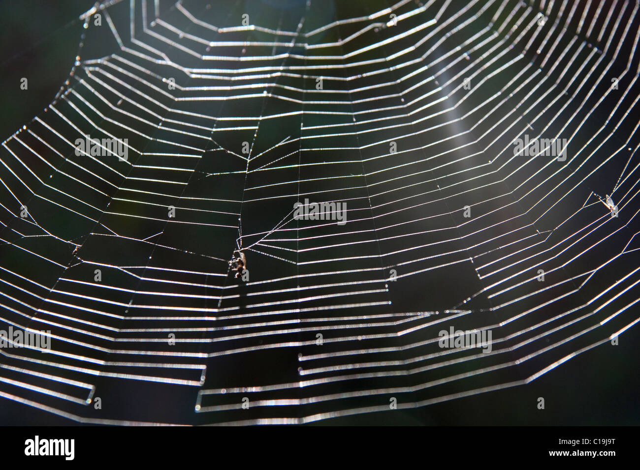 Close up view of the strings of a spiders web Stock Photo - Alamy