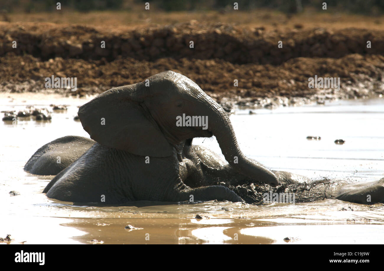 BROWN & GREY AFRICAN ELEPHANTS CLIMB ON EACH OTHER ADDO NATIONAL PARK ...