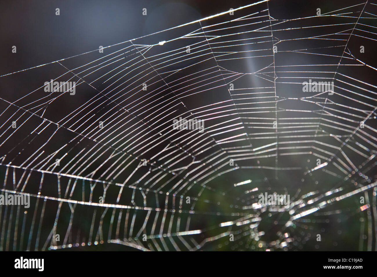 Close up view of the strings of a spiders web Stock Photo - Alamy