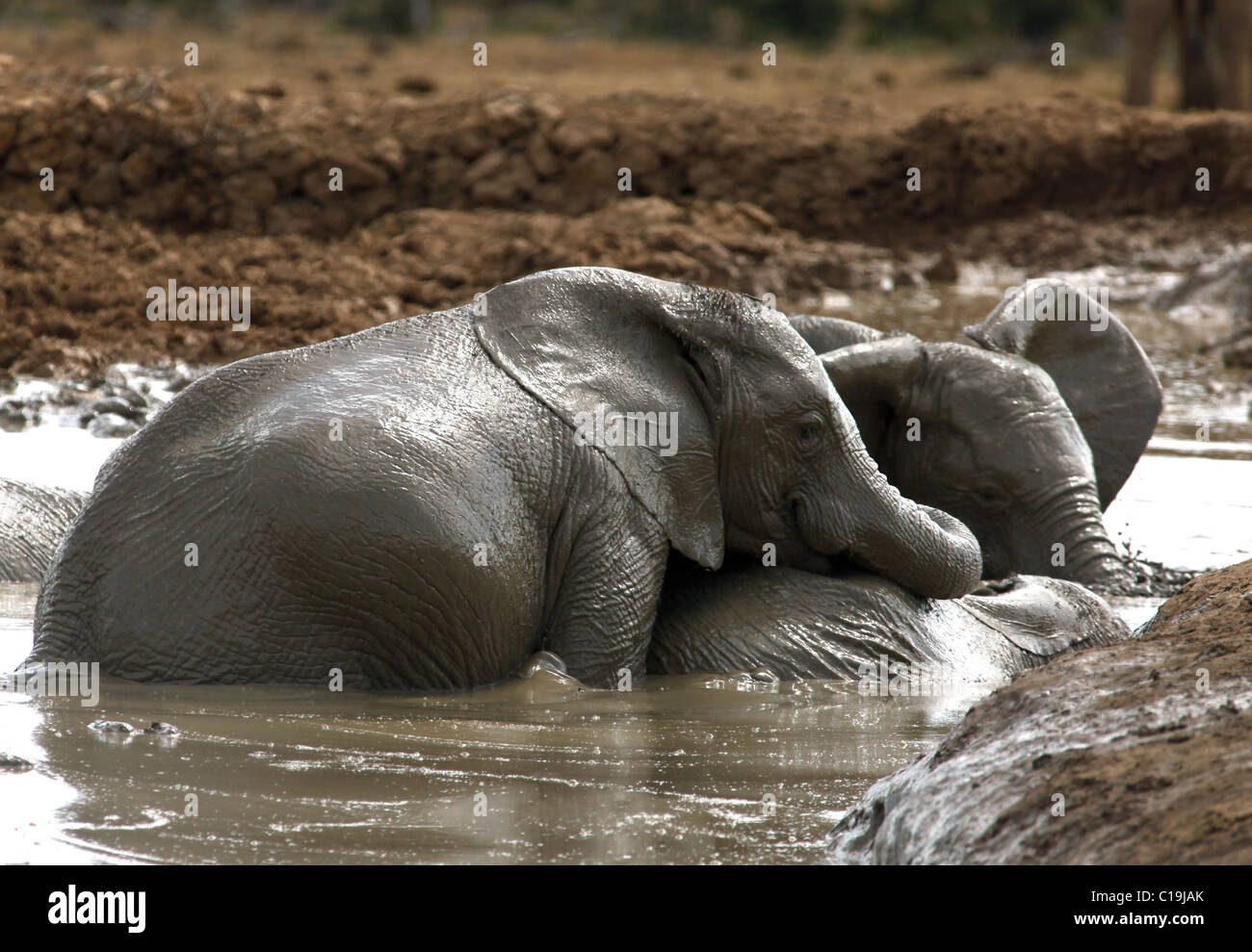 BROWN & GREY AFRICAN ELEPHANTS CLIMB ON EACH OTHER ADDO NATIONAL PARK ...