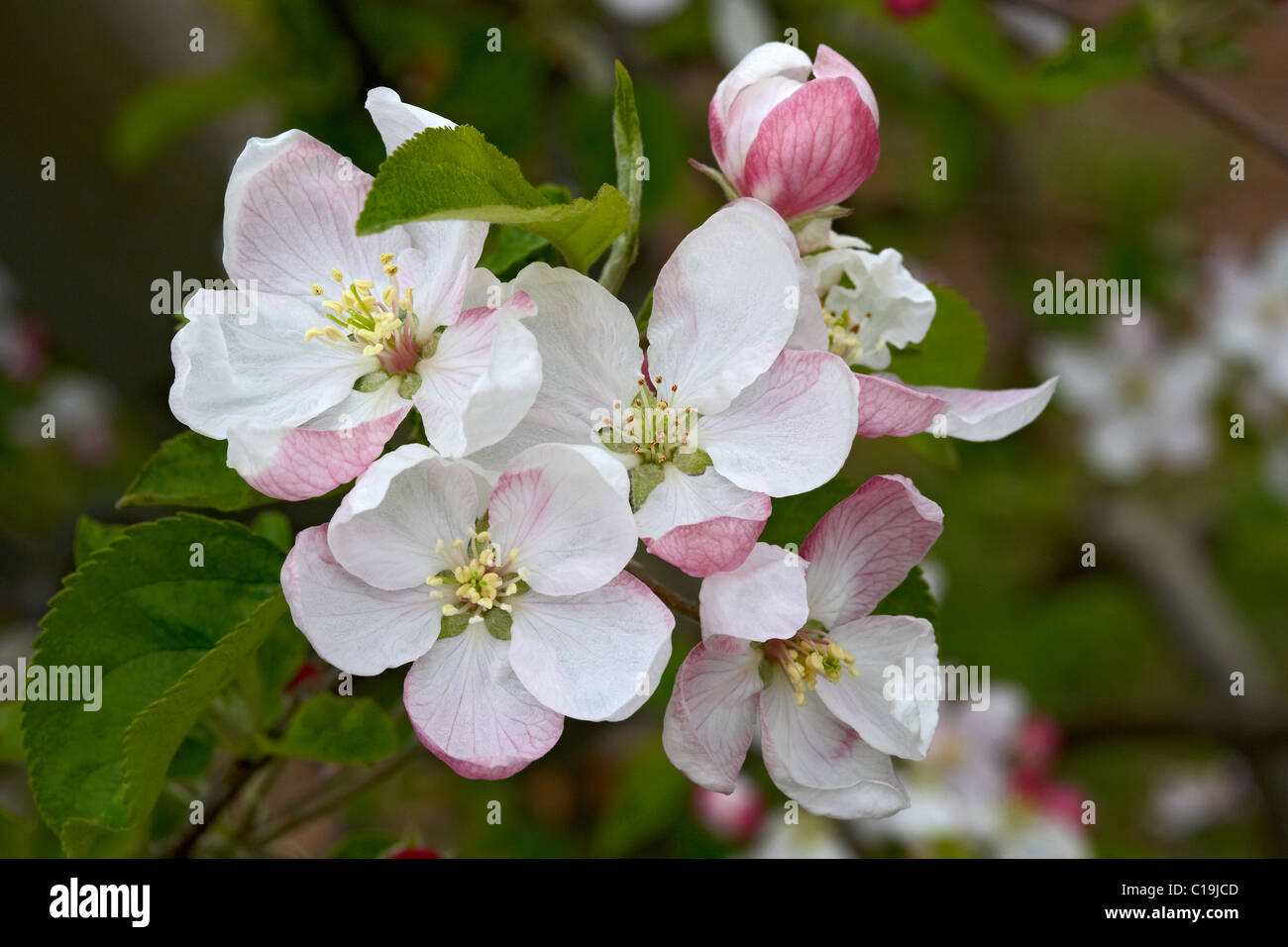 Golden apple tree flower lleida hi-res stock photography and images - Alamy