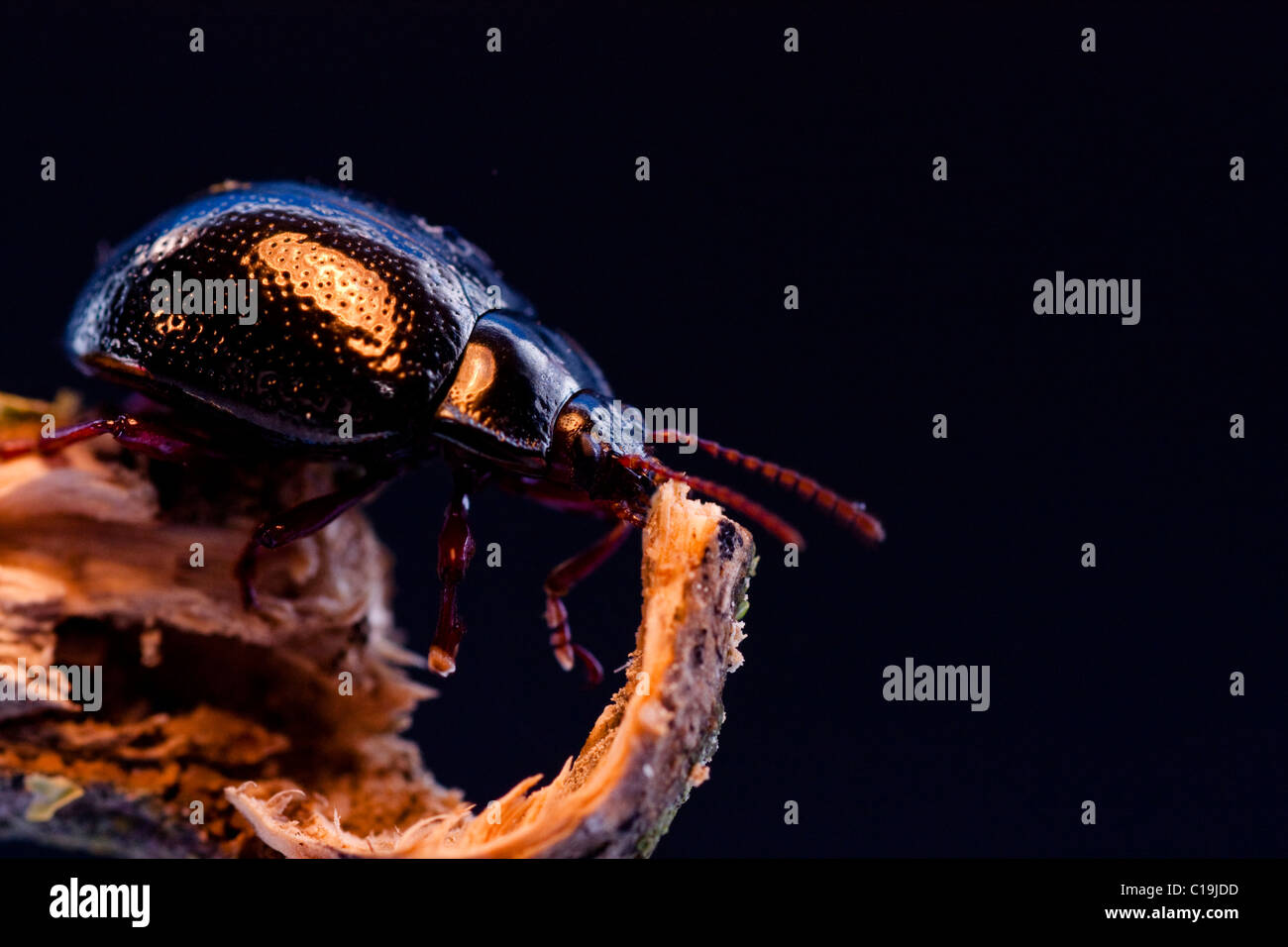 Macro view of a dung beetle on a piece of wood Stock Photo - Alamy