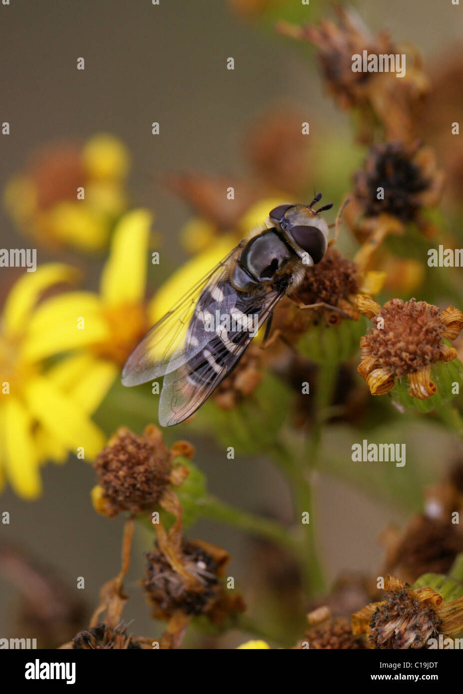 Hoverfly, Scaeva Pyrastri, Syrphidae, Diptera. Female Stock Photo - Alamy