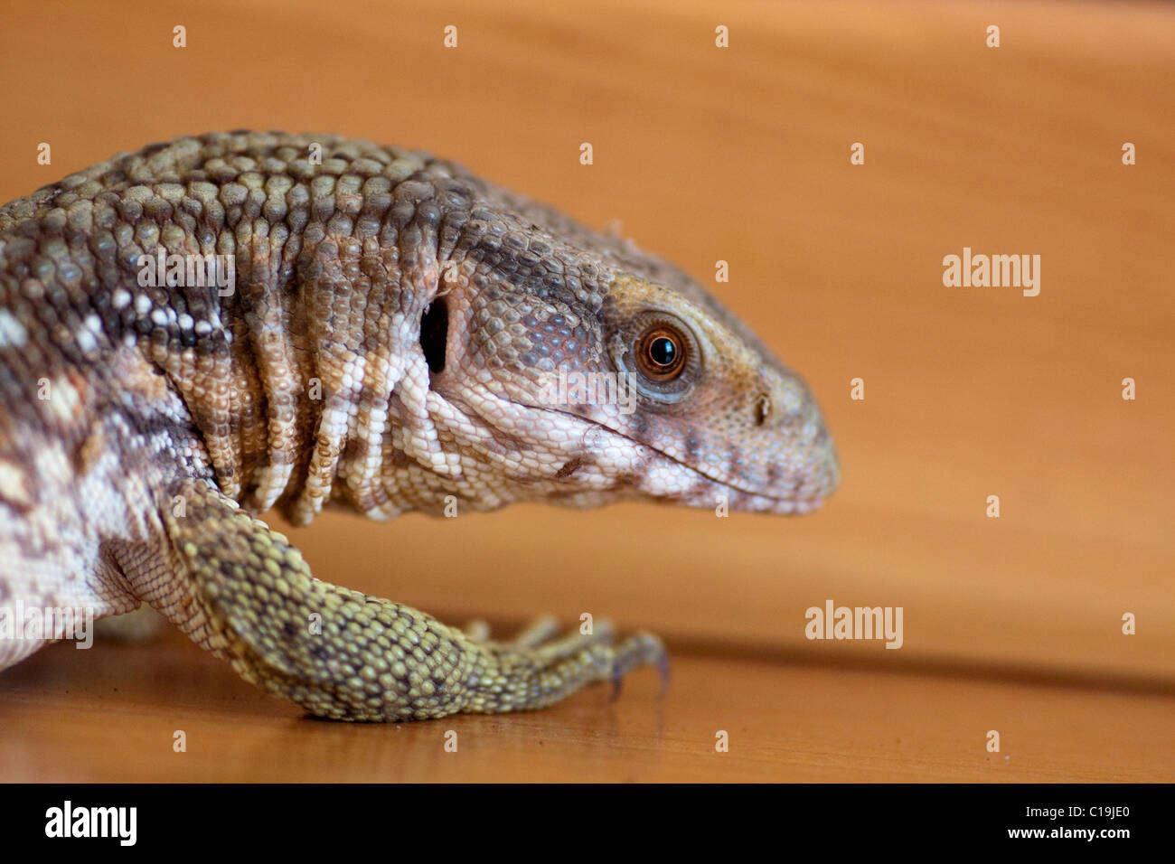 Varanus exanthematicus hi-res stock photography and images - Alamy