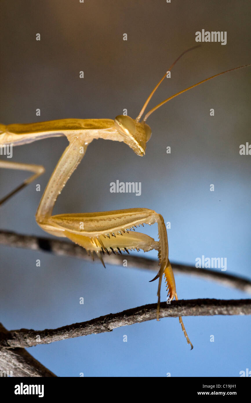 Yellow mantis hi-res stock photography and images - Alamy