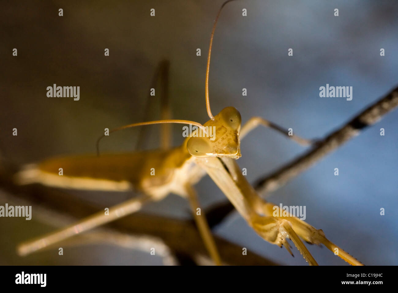 Close up view of a yellow mantis religiosa insect Stock Photo - Alamy