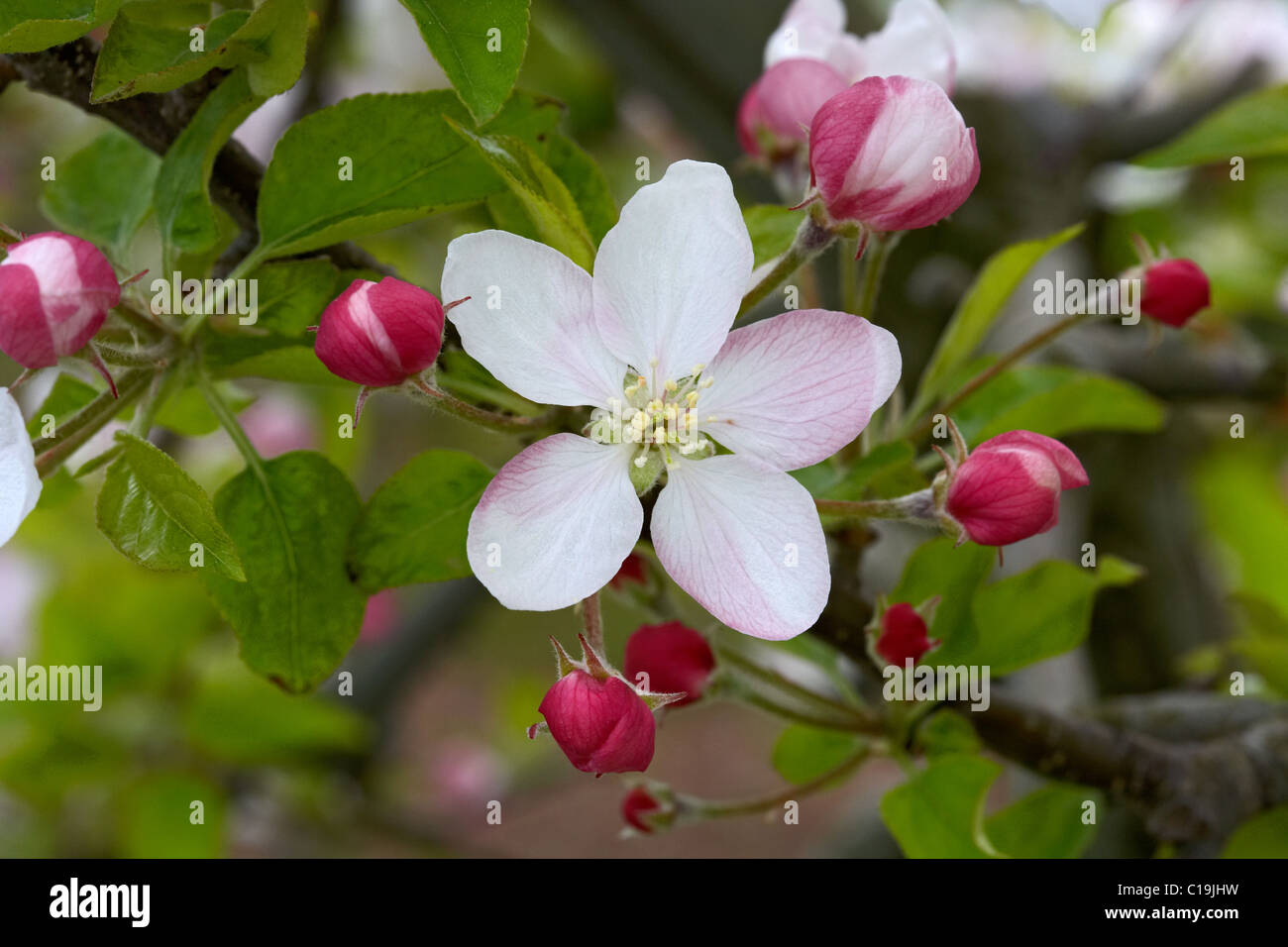 Golden apple tree flower lleida hi-res stock photography and images - Alamy