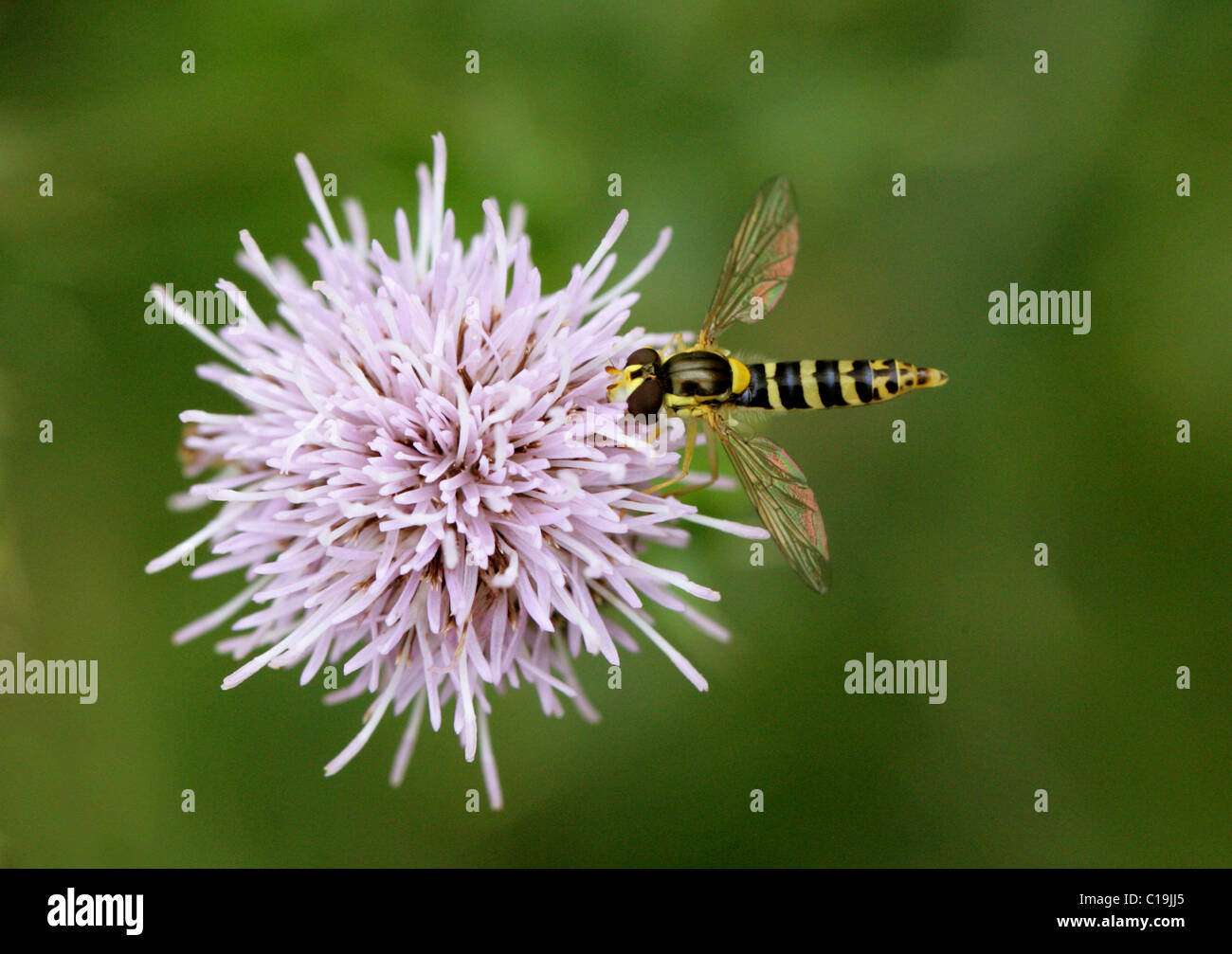 Hoverfly, Sphaerophoria scripta, Syrphidae, Diptera. Female Stock Photo ...