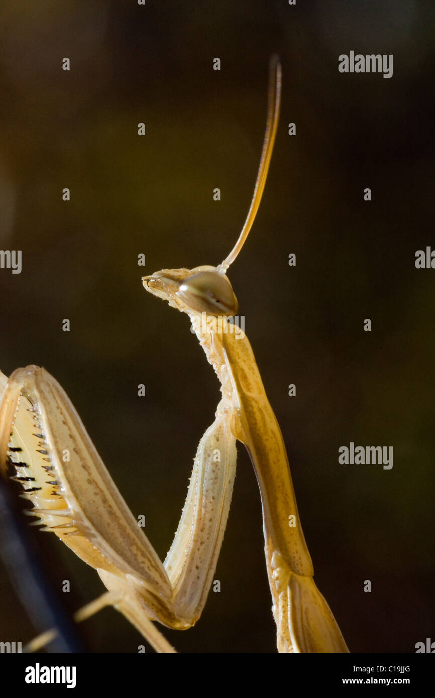 Close up view of a yellow mantis religiosa insect Stock Photo - Alamy