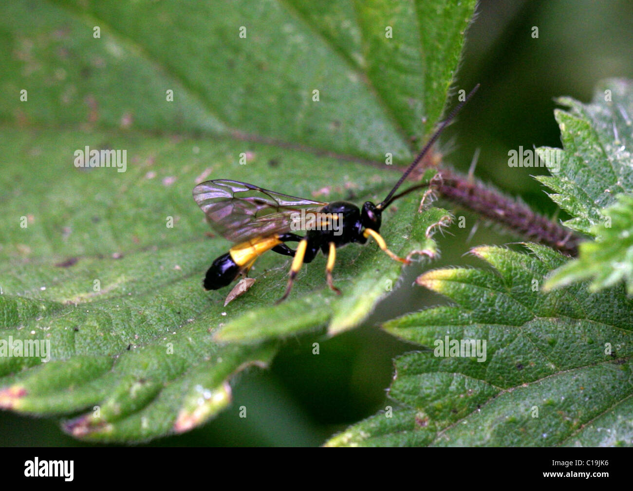 Ichneumon Wasp, Amblyteles armatorius, Ichneumonini, Ichneumonidae ...