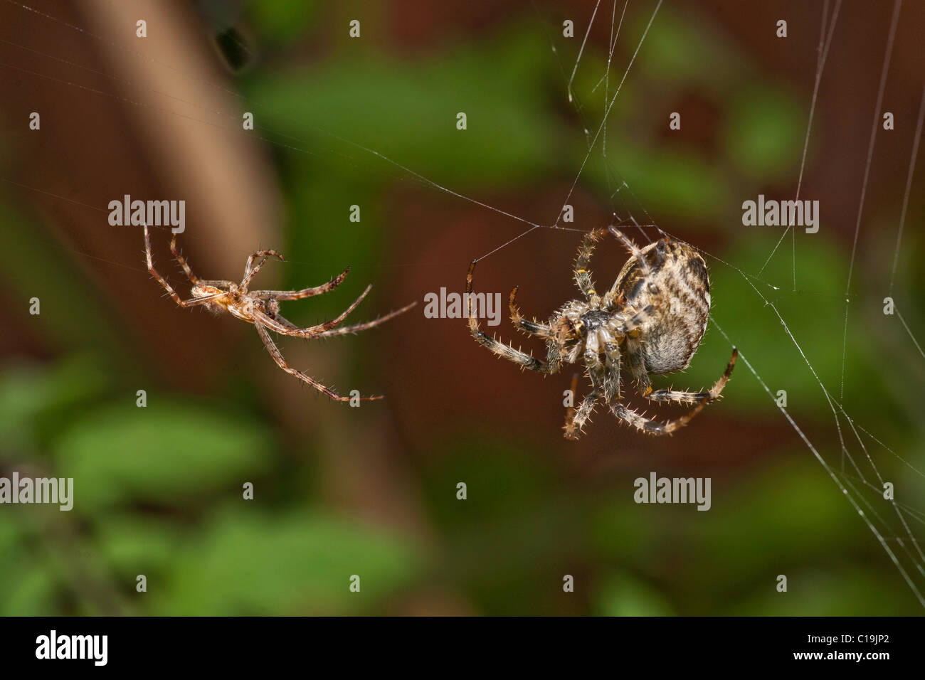 Spider in love on the web , the male has to play music on the web wire ...