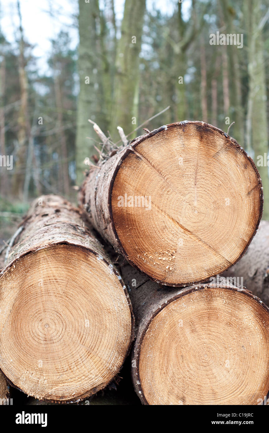 deforestation - stack of trunks Stock Photo - Alamy