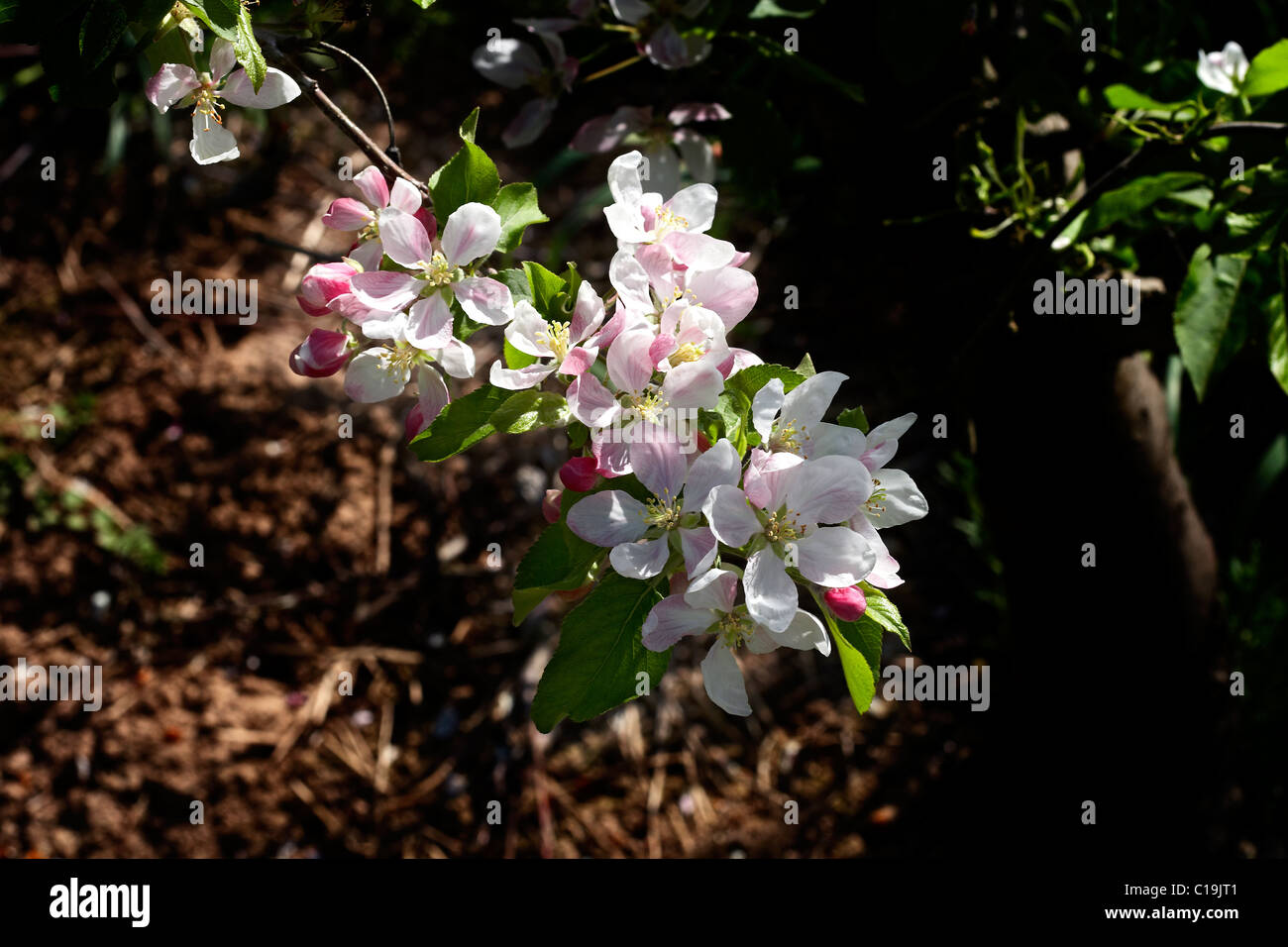 Golden apple tree flower lleida hi-res stock photography and images - Alamy
