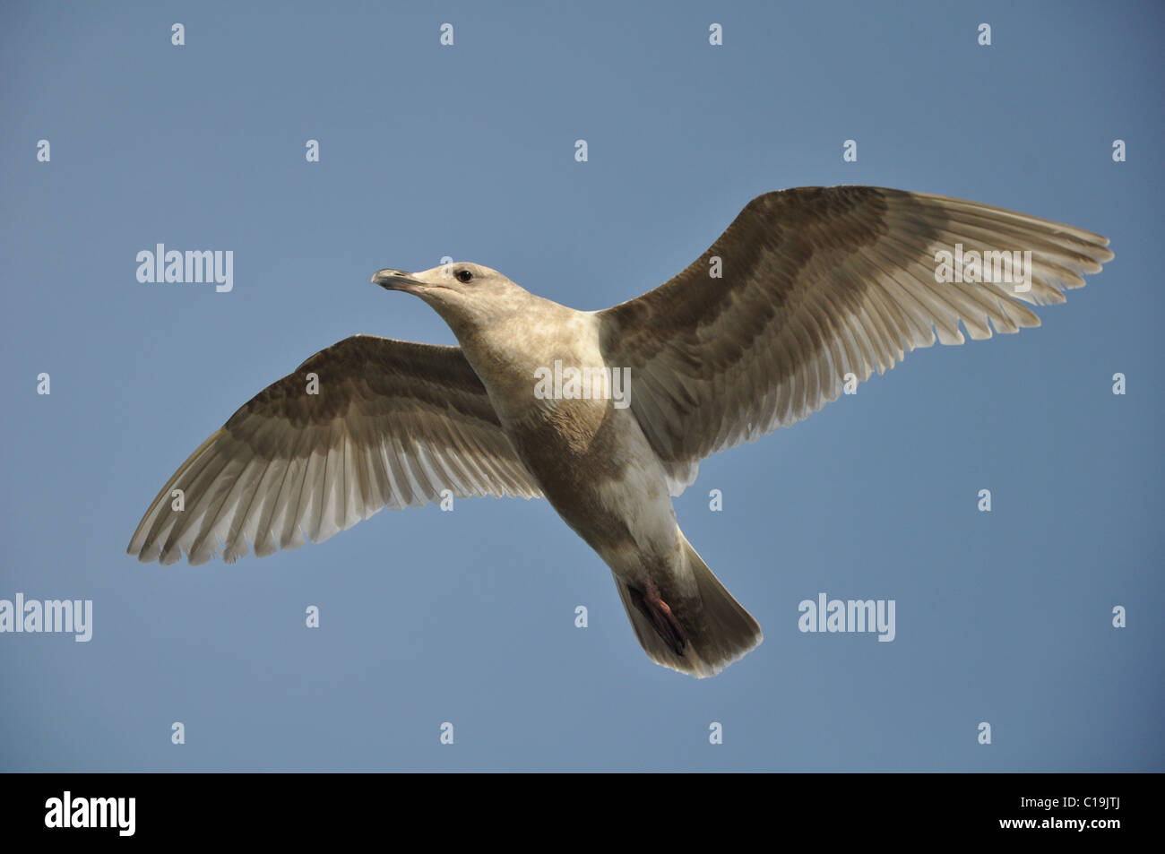 Seagull in flight Stock Photo - Alamy