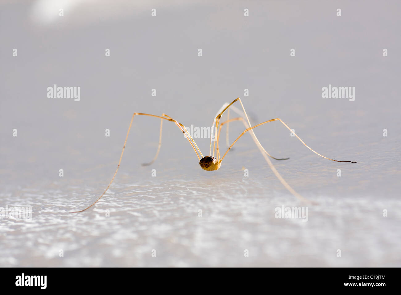 Close up view of a eight-legged spider commonly called harvestman Stock ...