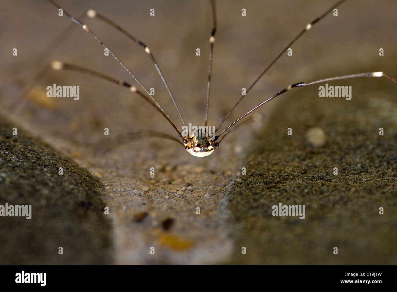 Close up view of a eight-legged spider commonly called harvestman Stock ...