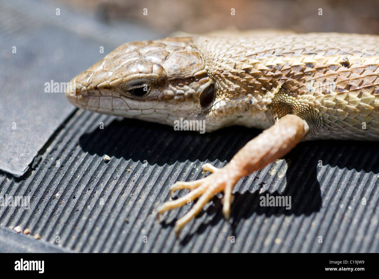 Close up view of a iberian wall lizard bathing in the sun Stock Photo ...