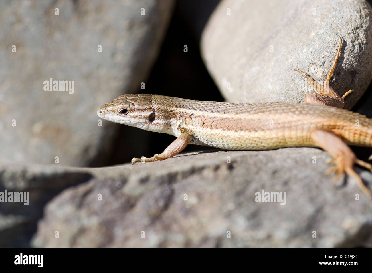 Close up view of a iberian wall lizard bathing in the sun Stock Photo ...