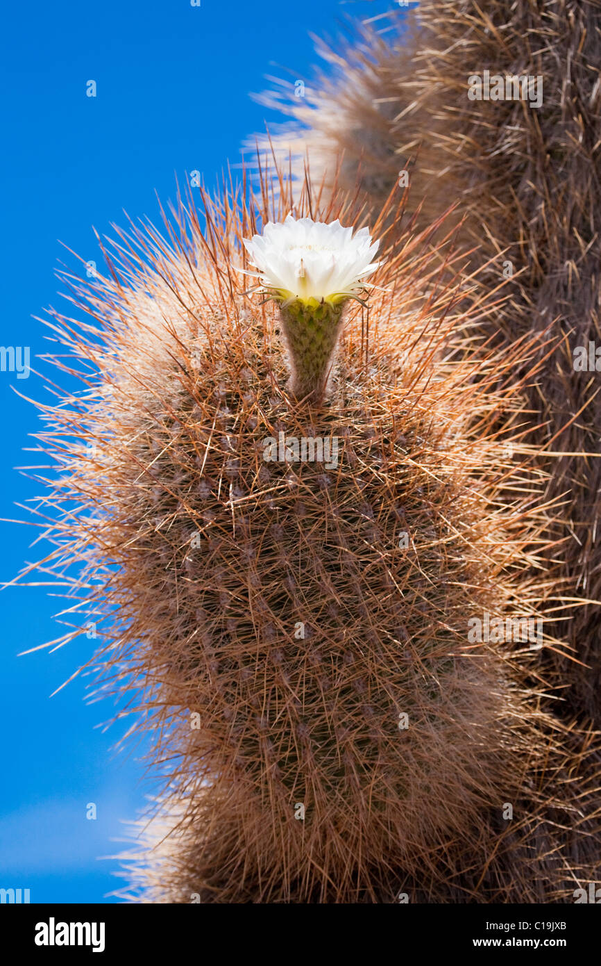 Giant Cactus flowering, “Salar de Uyuni” Bolivian salt flats, Bolivia ...