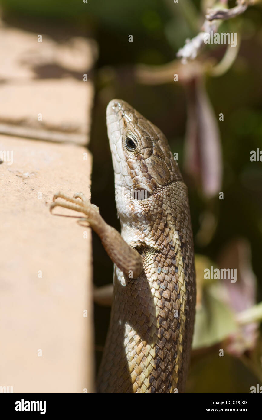 Close up view of a iberian wall lizard bathing in the sun Stock Photo ...