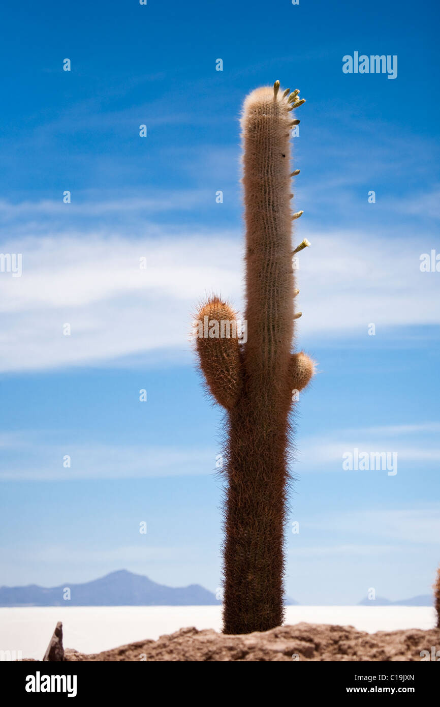 Giant Cactus, “Salar de Uyuni” Bolivian salt flats, Bolivia “South ...