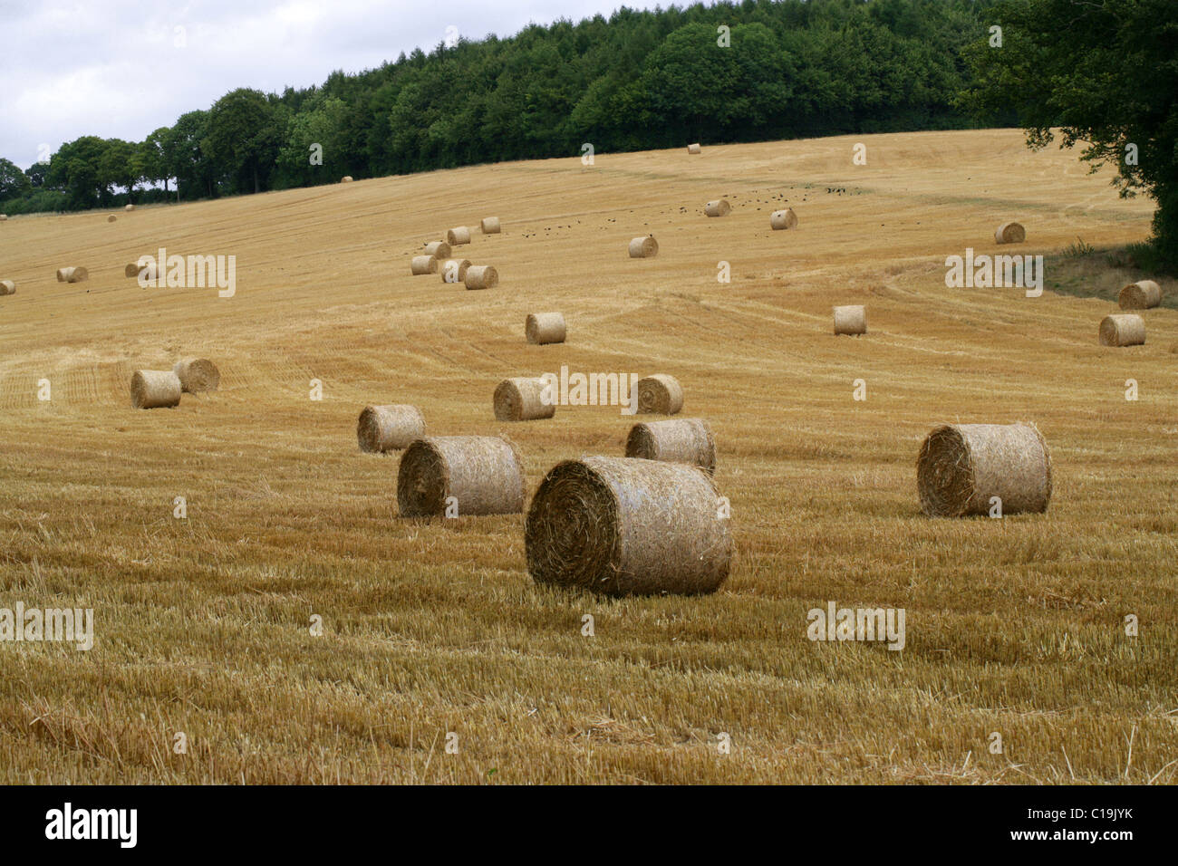Straw Bales in a Field Stock Photo - Alamy