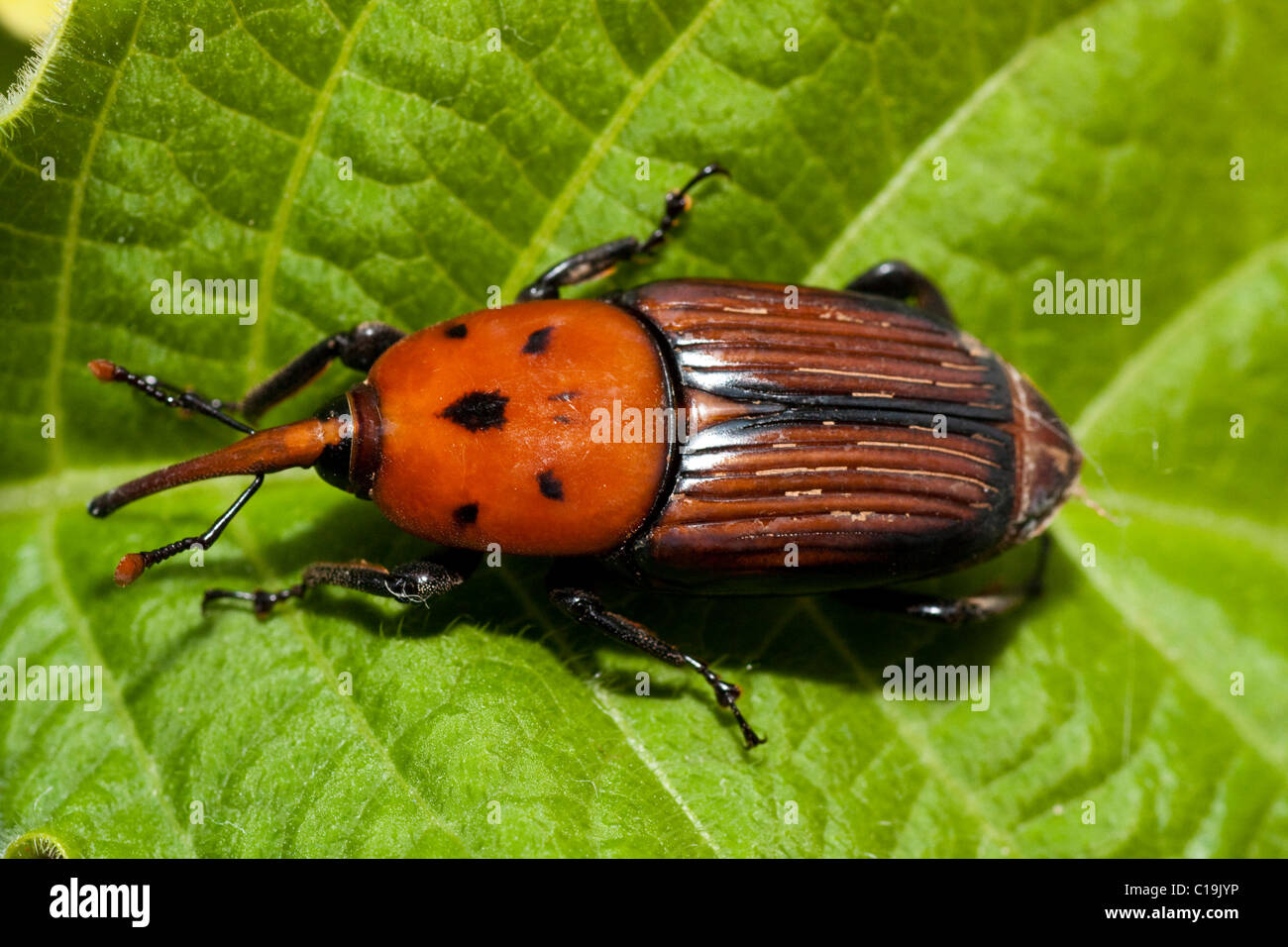 Close up view of a red palm weevil insect on top of a leaf Stock Photo ...