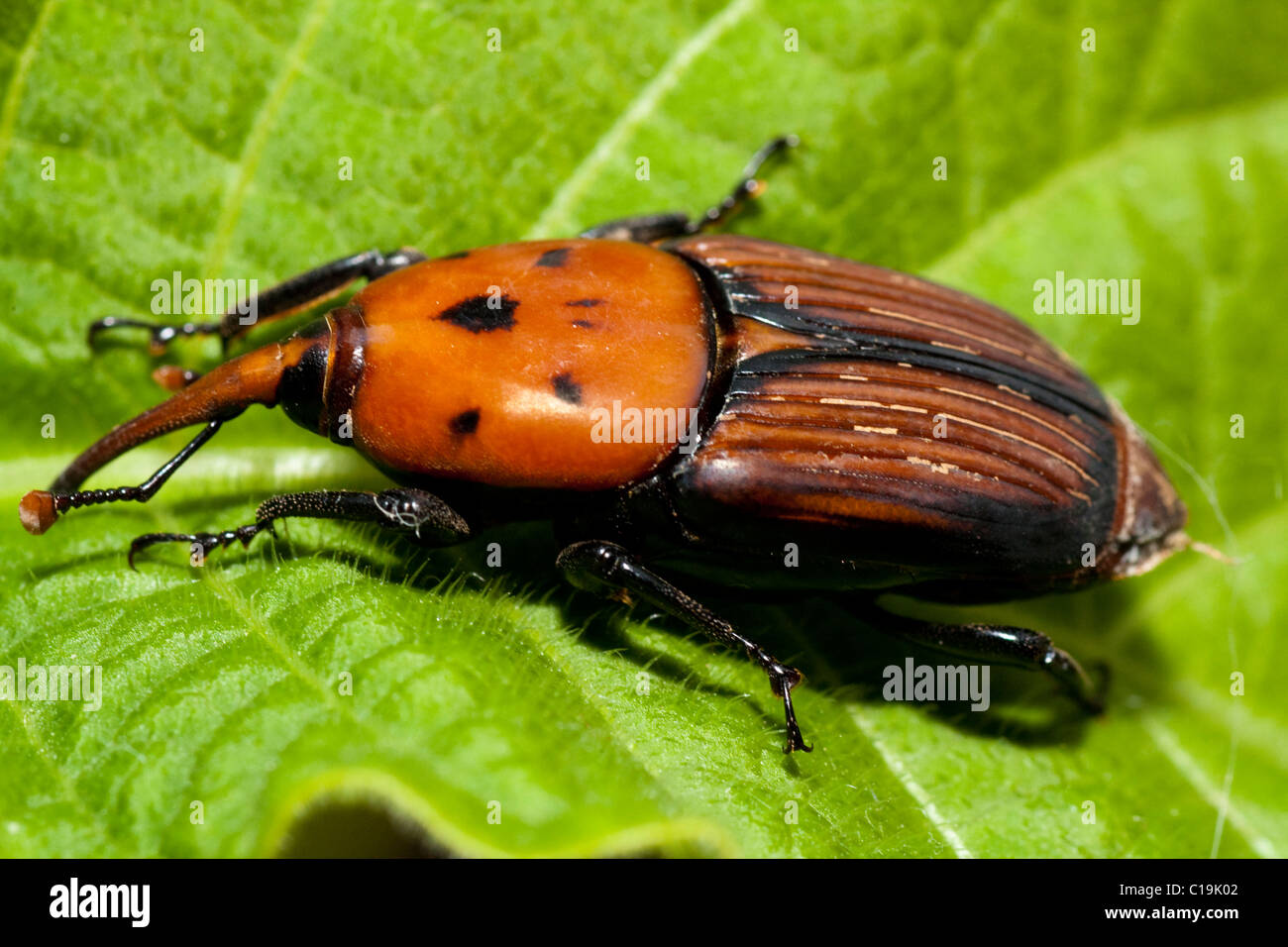 Asian Palm Weevil High Resolution Stock Photography and Images - Alamy