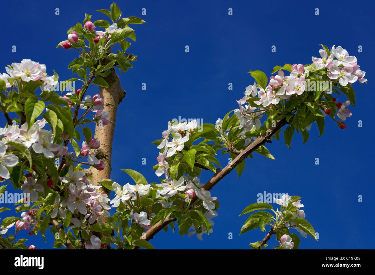 Golden apple tree flower lleida hi-res stock photography and images - Alamy